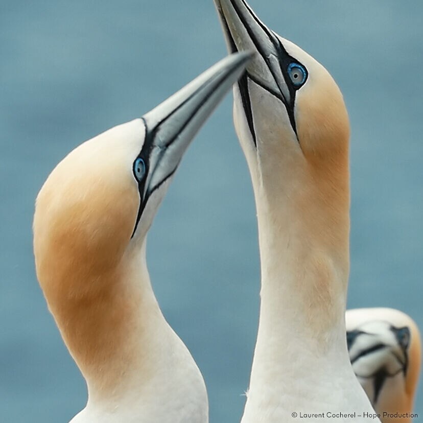 Film . Vibrant, by Yann Arthus-Bertrand . GUERLAIN ⋅ GUERLAIN United ...
