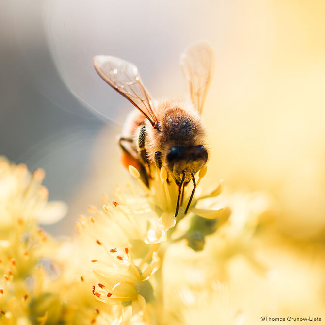 La Maison Guerlain · Histoire, Créateurs, Métiers d'Art, Engagement ...
