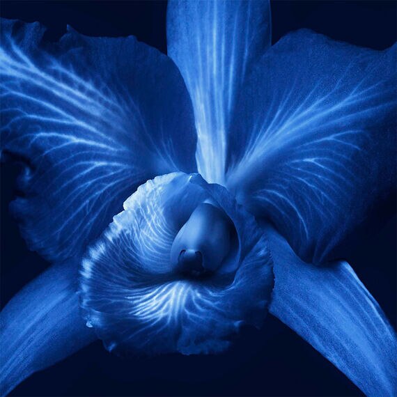 Orchidée Impériale ⋅ The Essence-In-Lotion ⋅ GUERLAIN